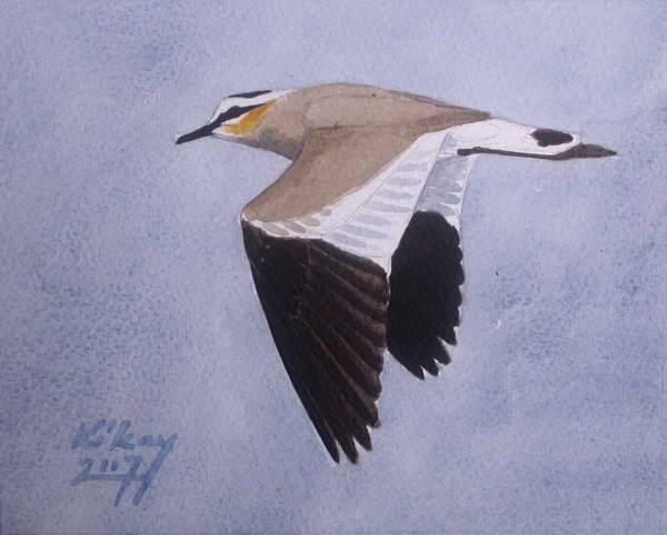 Sociable Plover flying
